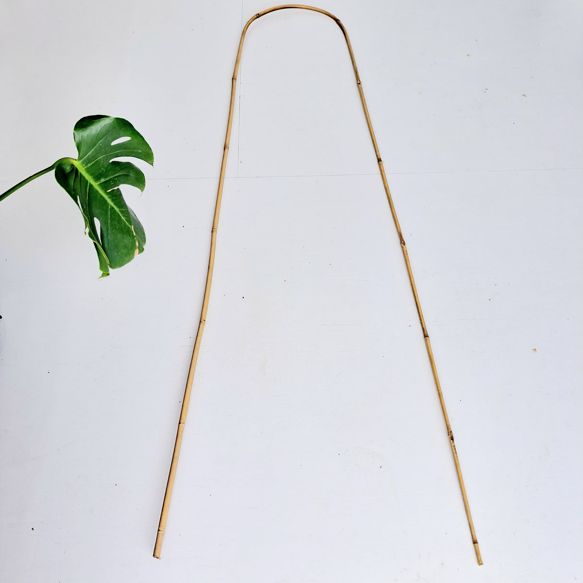 Bamboo Hoop Support – Plant Love (NZ)