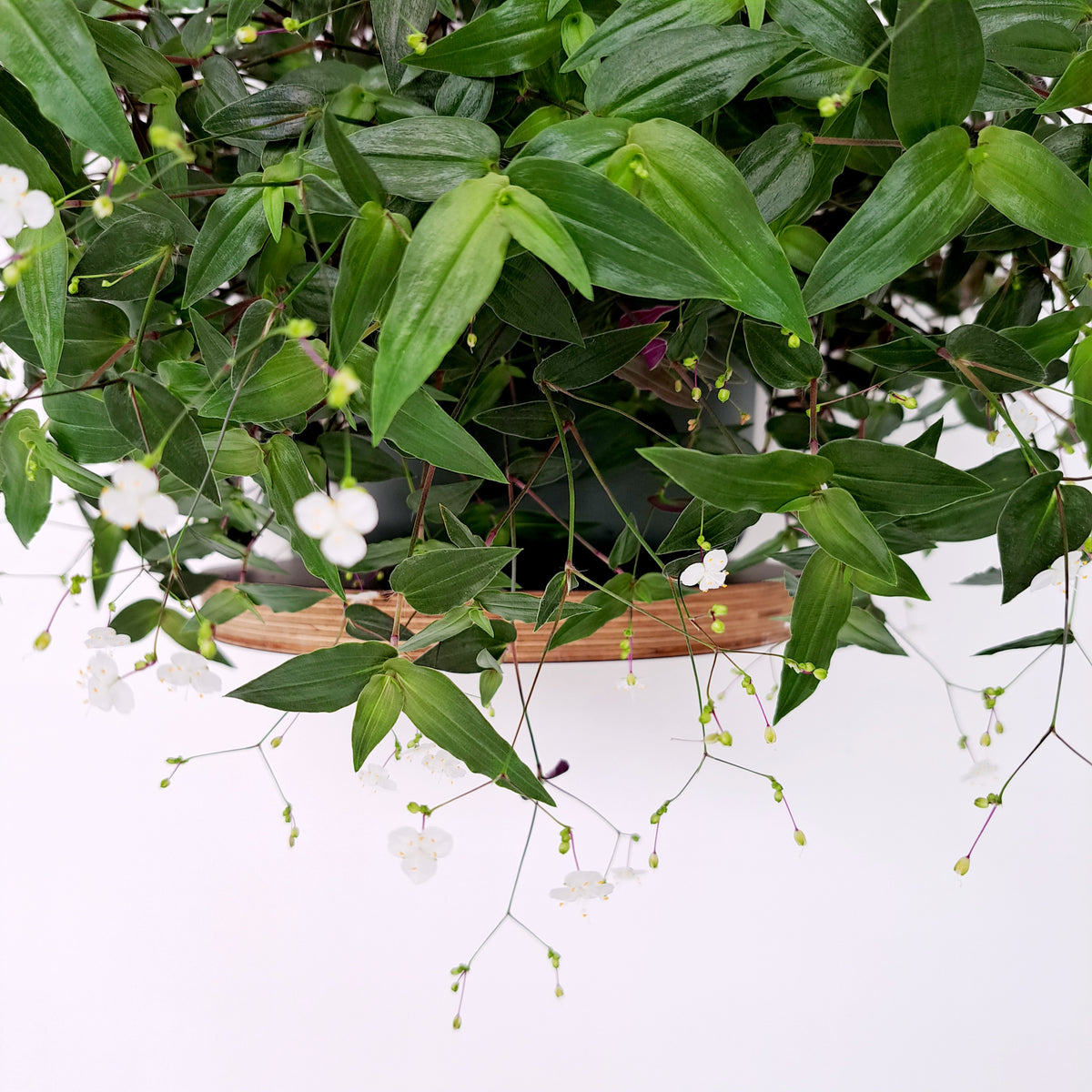 Bridal Veil – Plant Love (NZ)