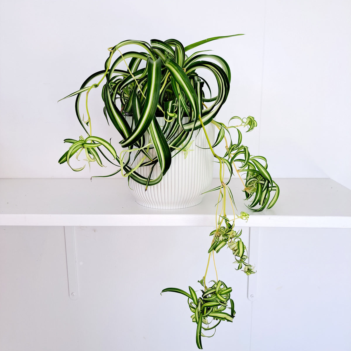 Curly spider plant / Chlorophytum comosum – Plant Love (NZ)