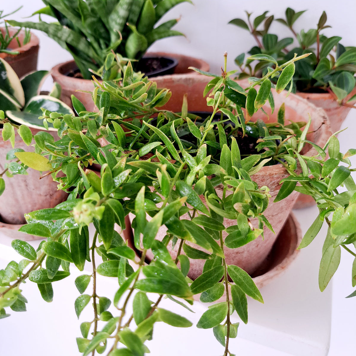 Columnea Arguta / Goldfish Plant – Plant Love (NZ)