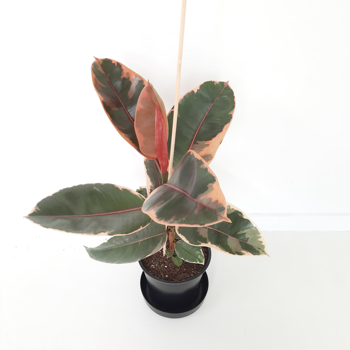 Ficus Elastica Ruby / Rubber Plant - single plant – Plant Love (NZ)