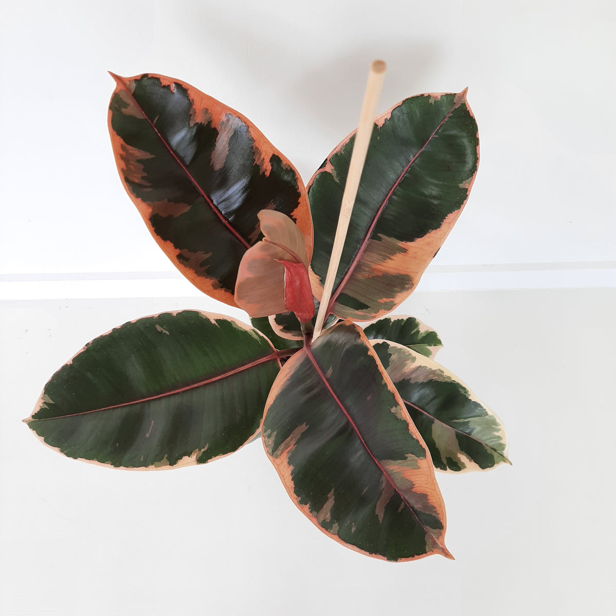 Ficus Elastica Ruby / Rubber Plant - single plant – Plant Love (NZ)