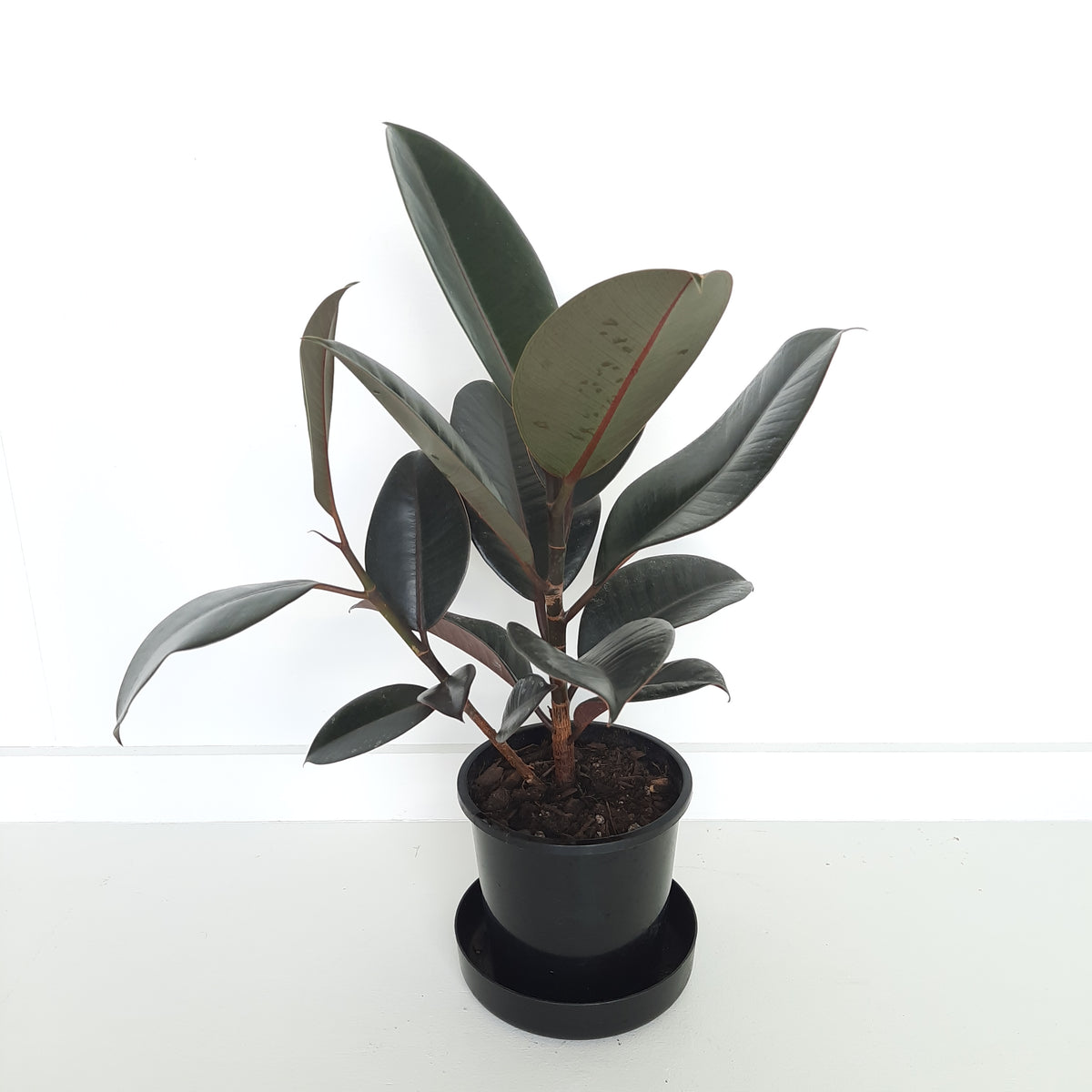 Ficus Elastica Black Knight / Rubber Plant - branching or multi plante ...