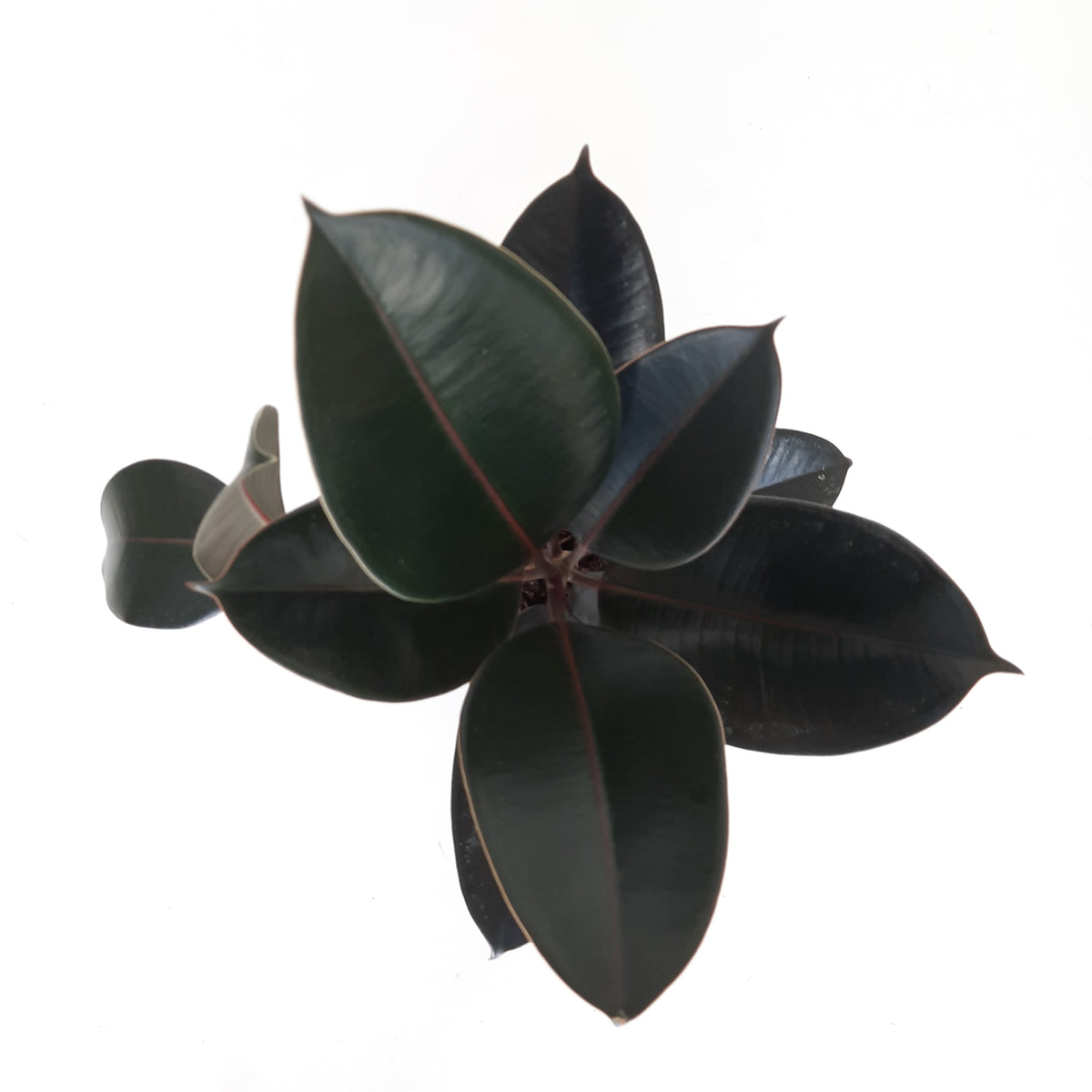 Ficus Elastica Black Knight / Rubber Plant - branching or multi plante ...